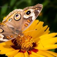 Quelma Gerald Morey Obituary - Red Bluff, CA