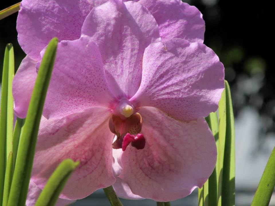 Michelle Lynn Stauffer Obituary - Seattle, WA