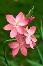 Fresno, CA Obituaries Online | Find Fresno Obituaries