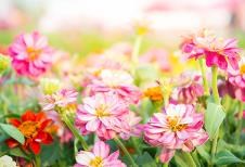 Allison McHam Obituary - Plano, TX