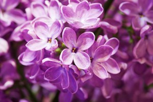 Jean Holcomb Obituary - Tucson, AZ