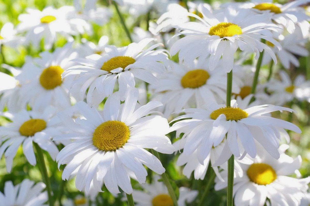 Bonnie Lorraine Albrich Obituary - Salem, OR