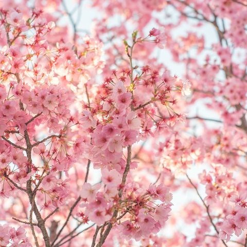 Frances Dorothy Stanley Obituary - Mission Hills, CA