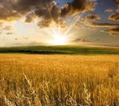 Saraphine Sandra Cowley Obituary - Chilliwack, BC