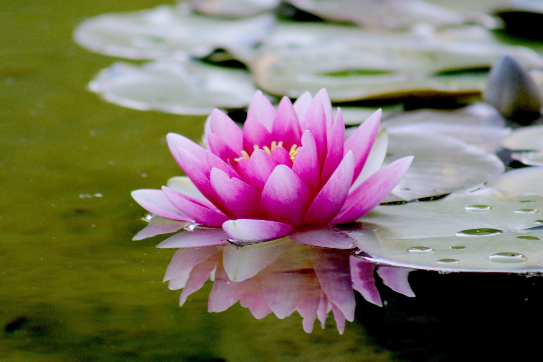 Jill May Obituary - Farmingdale, NY