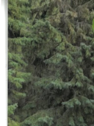 Alice Burritt Obituary - Edmonton, AB Alice Burritt Obituary - Edmonton, AB