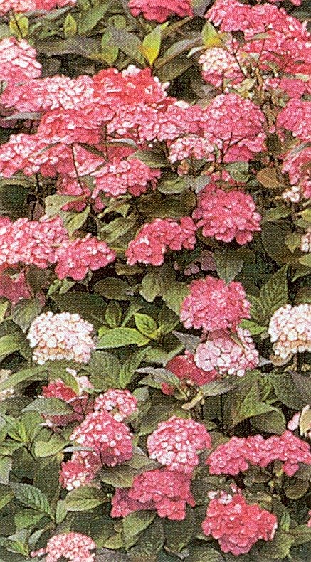 Patricia Orlando Obituary - Clovis, CA