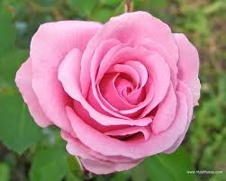 Elizabeth Piccolo Obituary - Woodside, NY