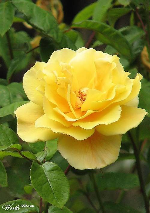 Stella Dockery Obituary - Ridgeland, MS