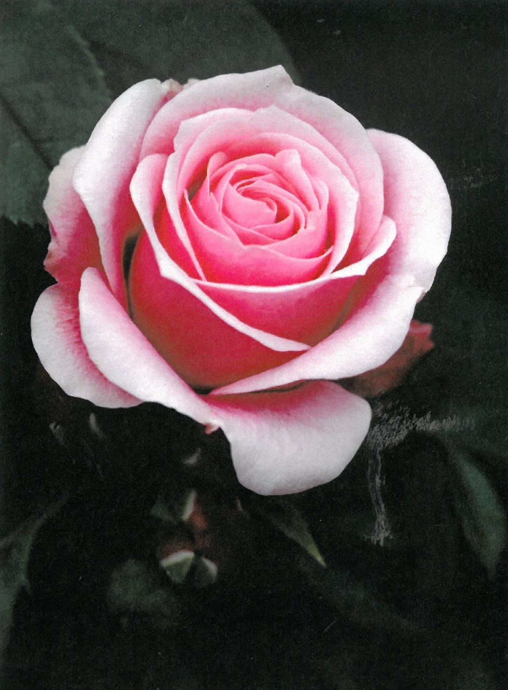 Mrs. Ruth S. Flowers Obituary - Raleigh, NC