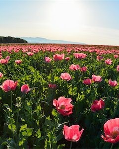 Rowena Wright Obituary - Tigard, OR