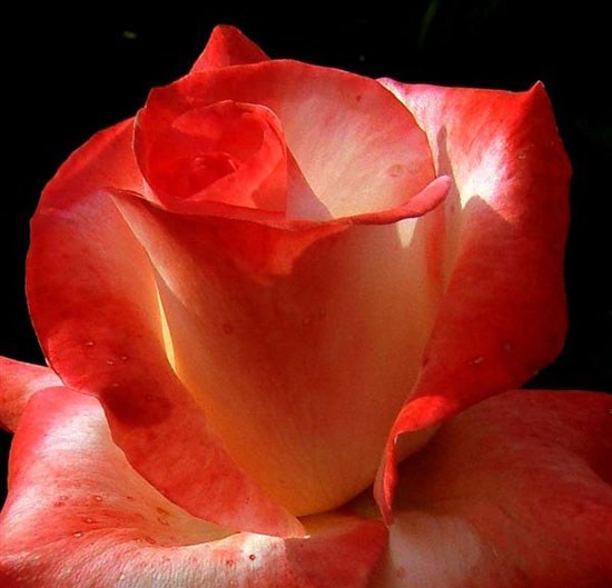 Peggy Barcus Obituary - Houston, TX