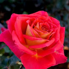 Verna Mae Jackson Obituary - Barstow, CA