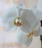 Sherman Davis Obituary - Millcreek, UT