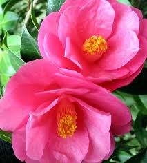 Sarah Estill Obituary - Colleyville, TX