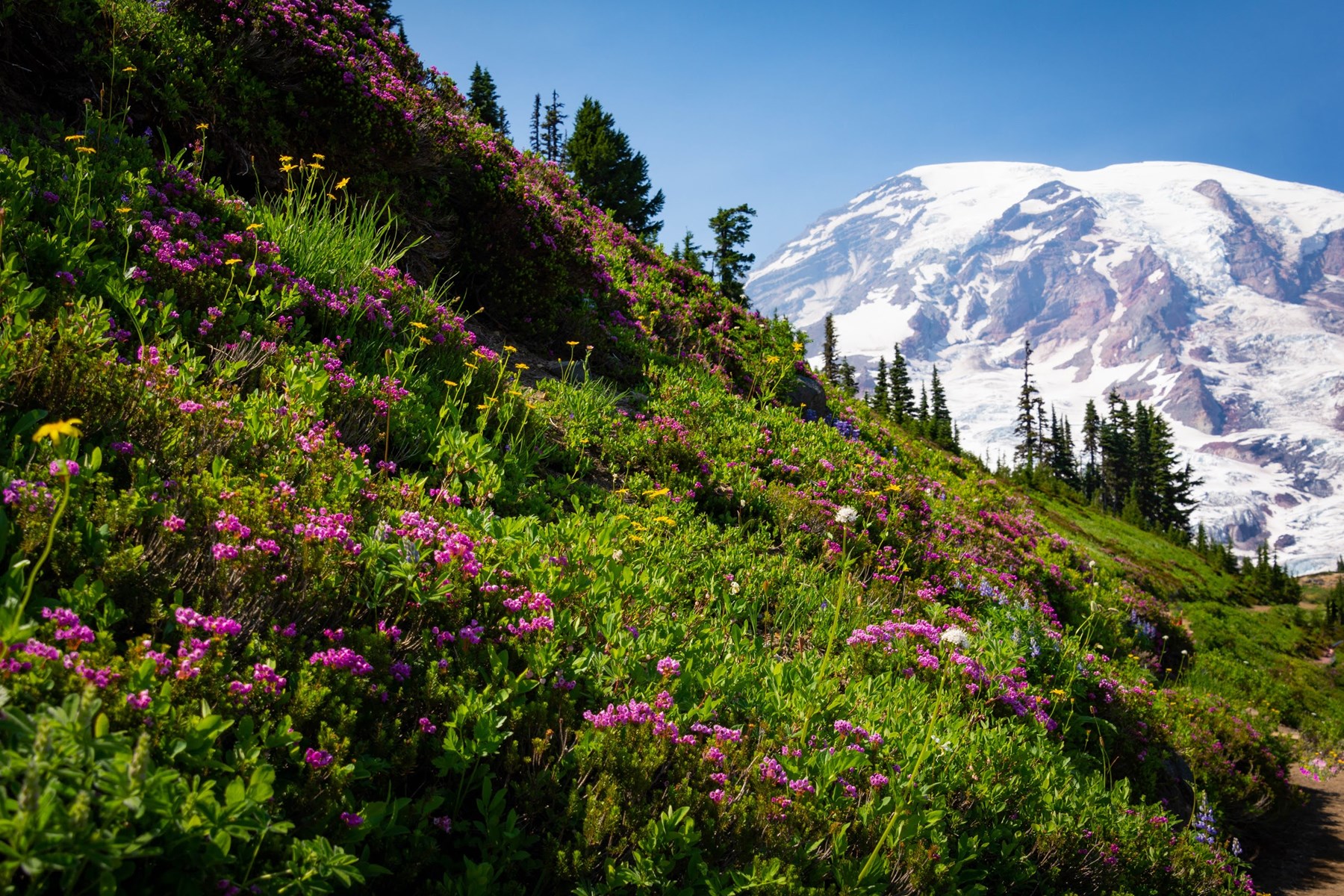 John Marchetti Obituary - Seattle, WA