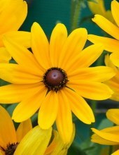 Gloria Deeble Obituary - Arlington Heights, IL