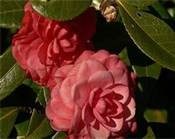 Blanche Elizabeth Spain Houseman Obituary - Orlando, FL