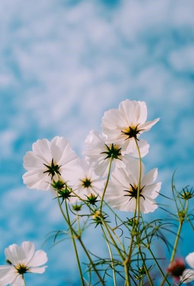 Edward Wiles Obituary - Las Vegas, NV