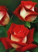Nancy Sheets Obituary - Colton, CA