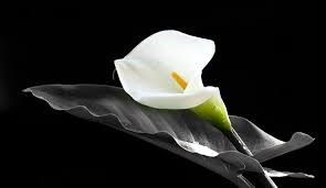 John Leidolf Obituary - El Paso, TX