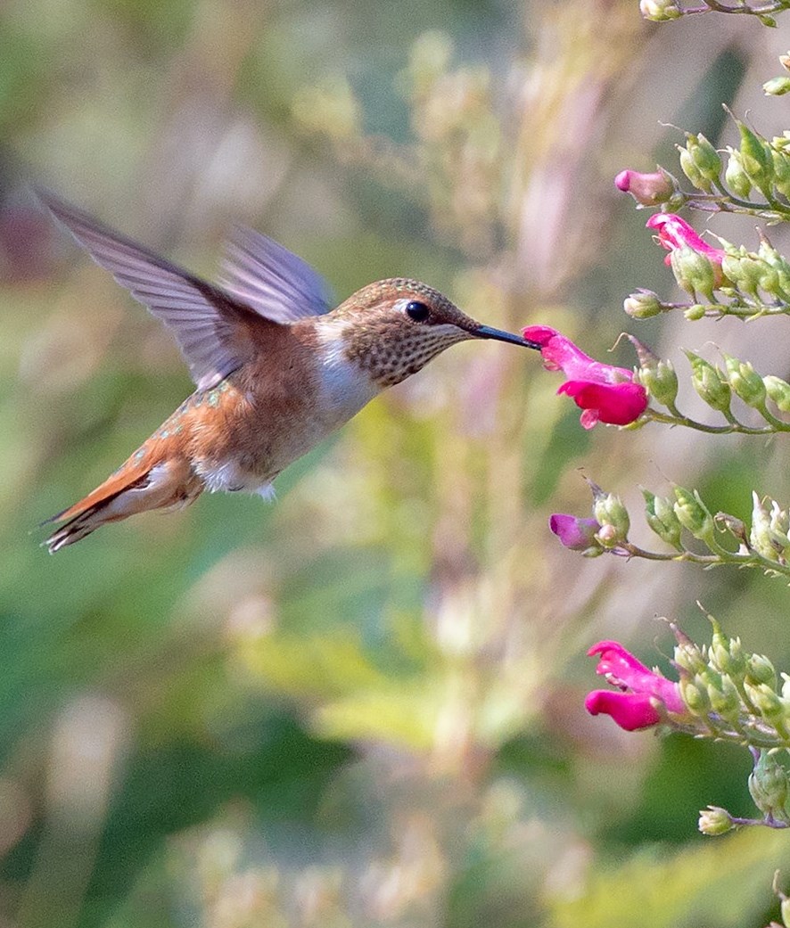 Marie Wasik Obituary - Monroe, CT