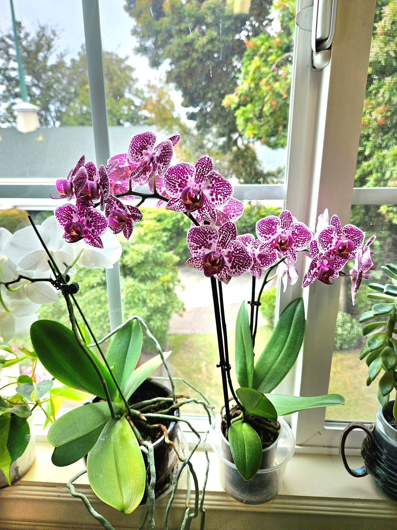 Lincoln Nguyen Obituary - Westminster, CA