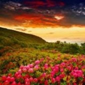 Marti Nelson Obituary - Casa Grande, AZ