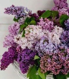 Barbara Jo Bisch Obituary - Bellevue, WA