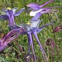 Robert William Uhl Obituary - Grand Junction, CO