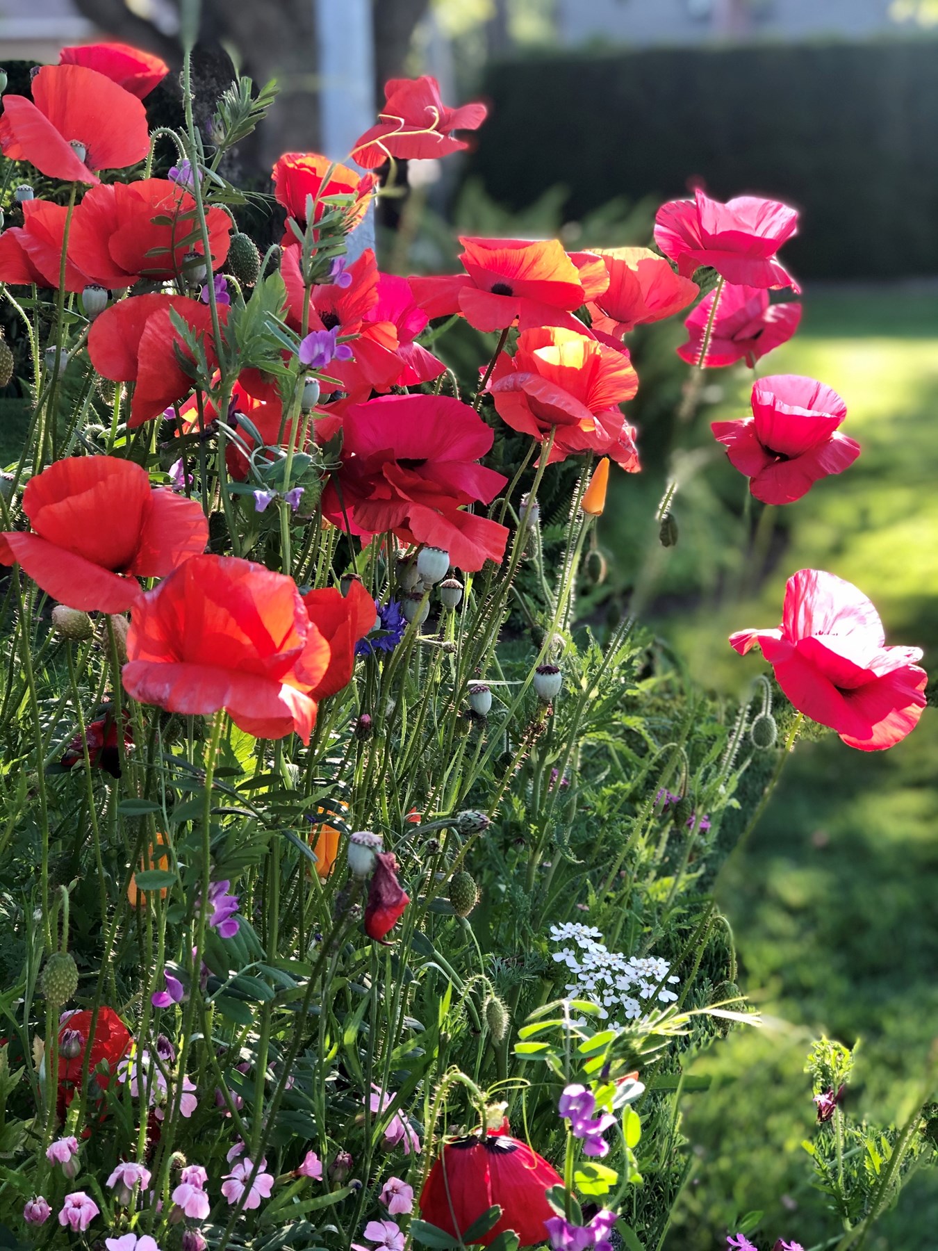 Renae Larsen Obituary - Snohomish, WA