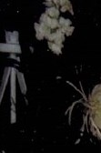 Delores Jabour Obituary - Jacksonville, FL Delores Jabour Obituary - Jacksonville, FL