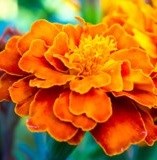 Sondra Perry Obituary - Grand Prairie, TX