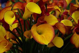 Candace Lyn Ross Obituary - Arlington, TX