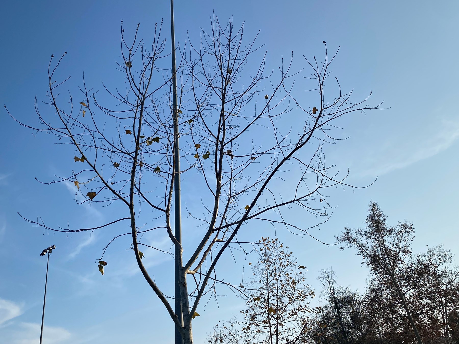 Sandra Rodarte Obituary - Pico Rivera, CA