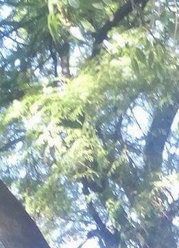 Erlindo Garcia Vasquez Obituary - Hanford, CA Erlindo Garcia Vasquez Obituary - Hanford, CA