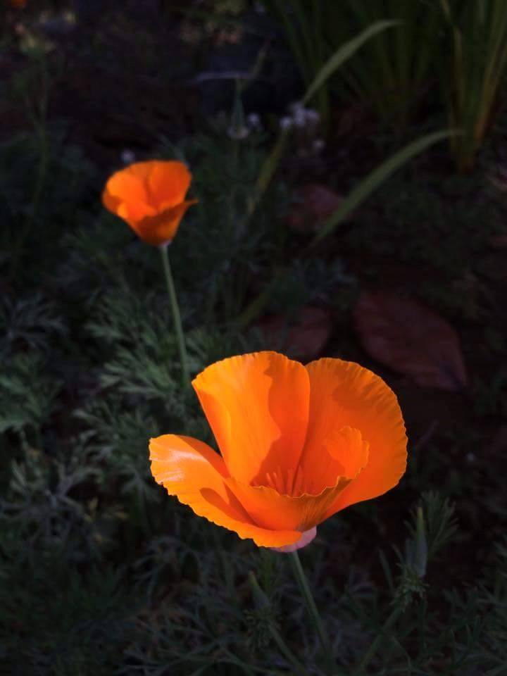 Donna Broome Obituary - Honolulu, HI