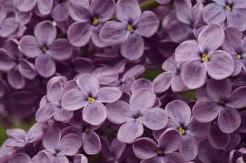 Claudia Lechuga Horta Marcela Obituary - Loveland, CO