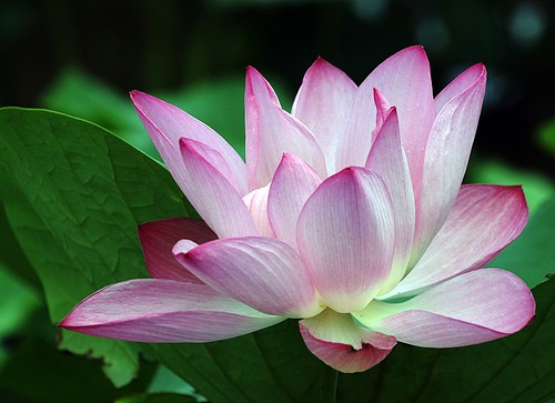 Celia Clark Obituary - Jacksonville, FL