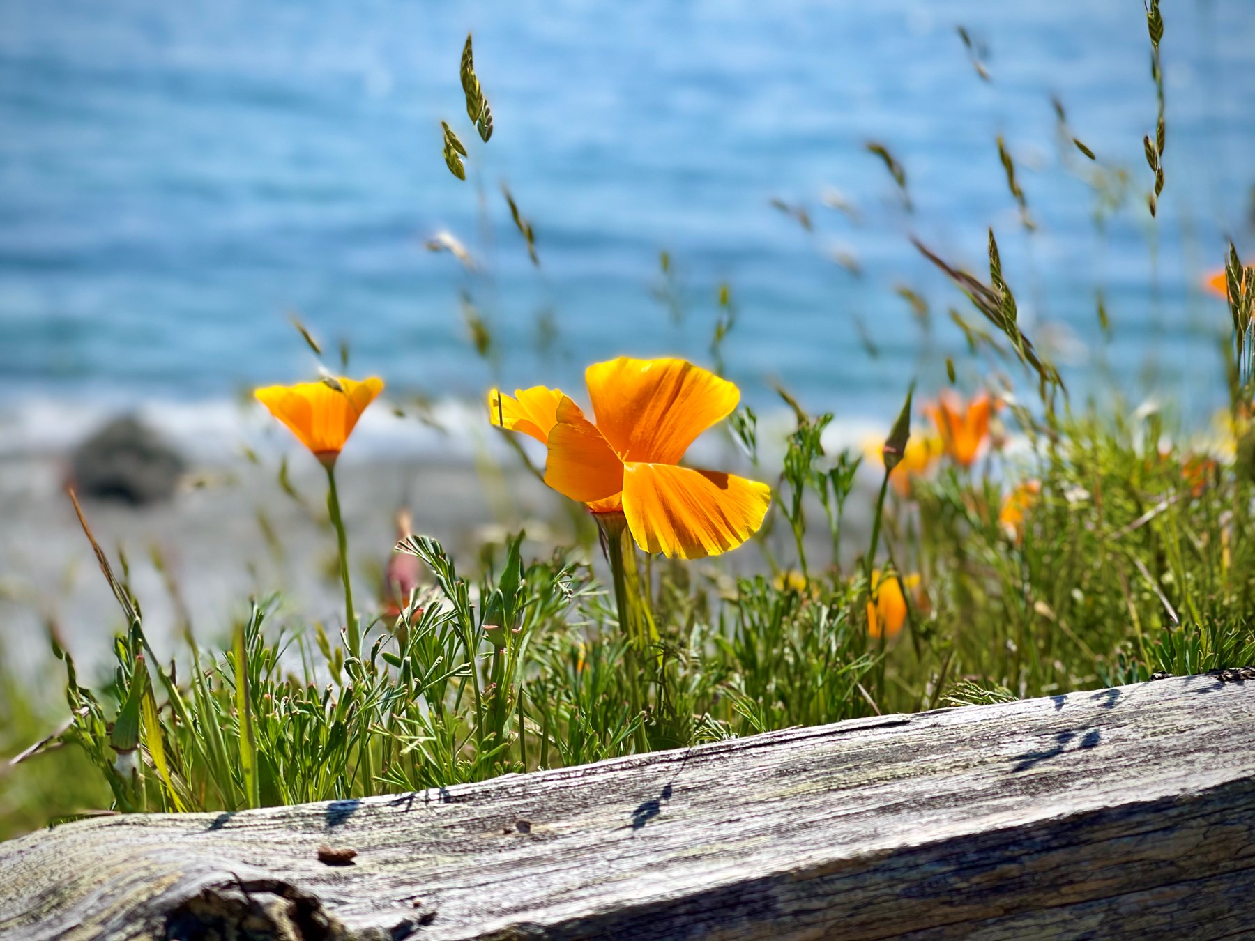 Douglas Stocker Obituary - Seattle, WA