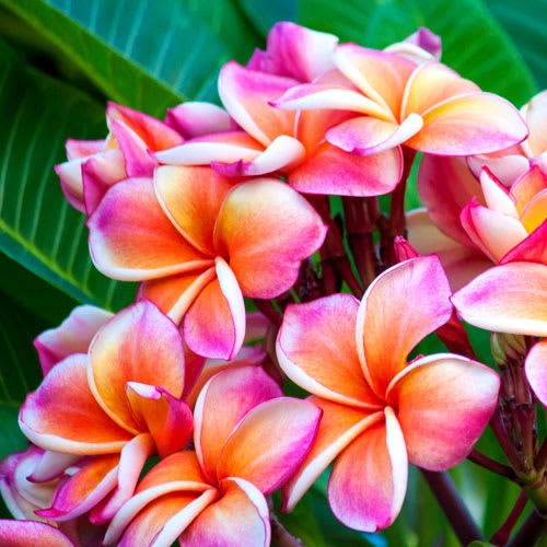 Doris Pauline Dodd Obituary - Brunswick, GA