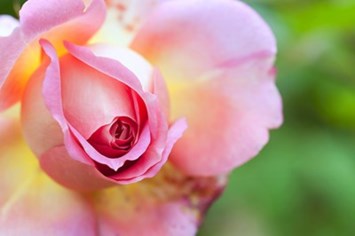 Susan Jarrard Obituary - Crown Point, IN