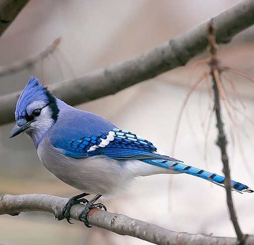 Barbara Lindsey Obituary - Richmond, VA