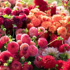 Elaine Schultz Obituary - Youngtown, AZ