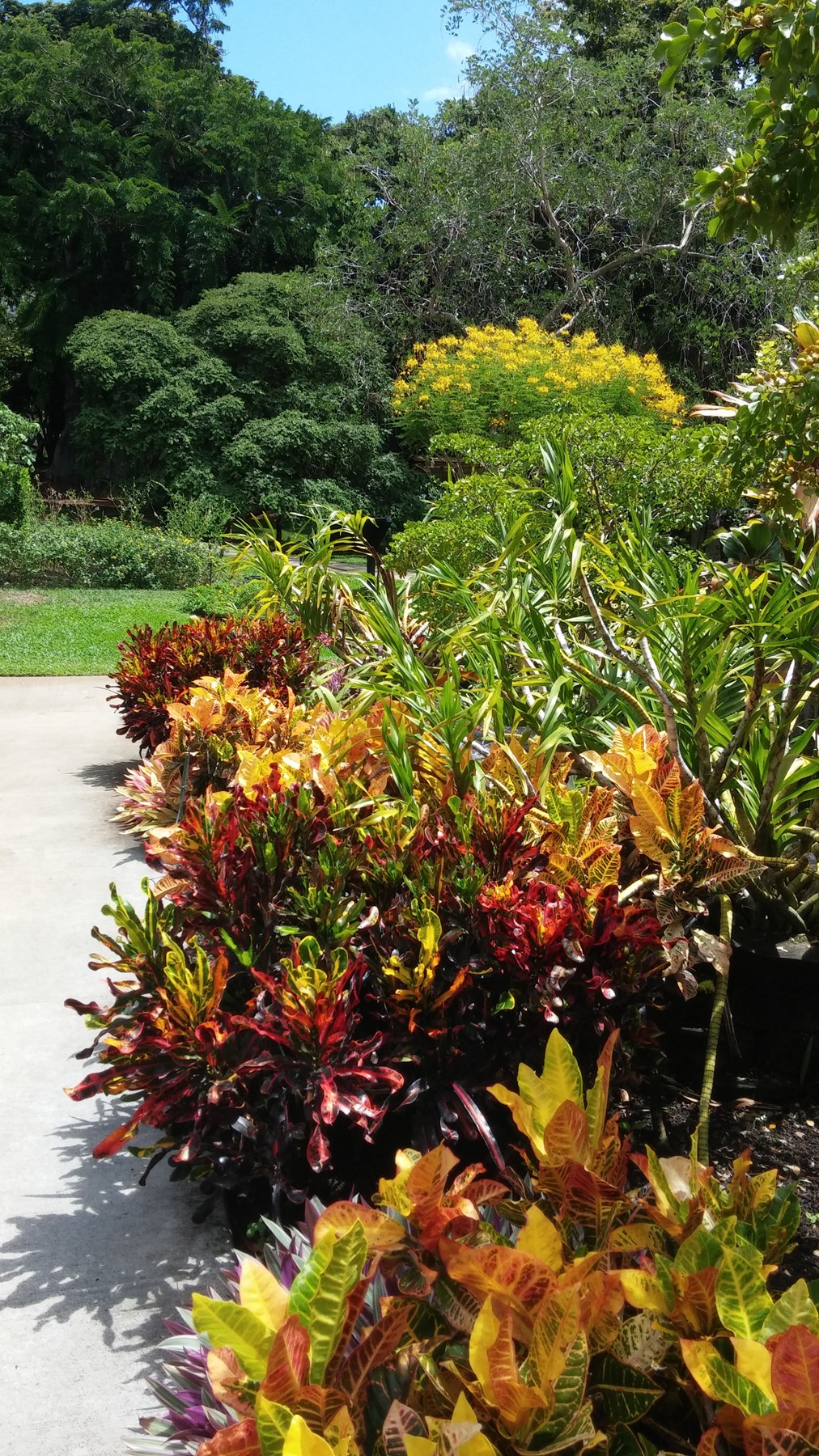 Jen Tang Obituary - Honolulu, HI