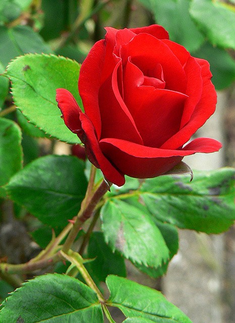 Judith Wingfield Obituary - Madison Heights, VA