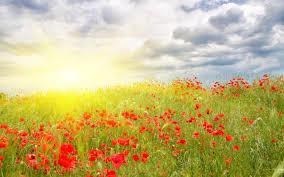 Lisa Tedder Obituary - Dallas, TX