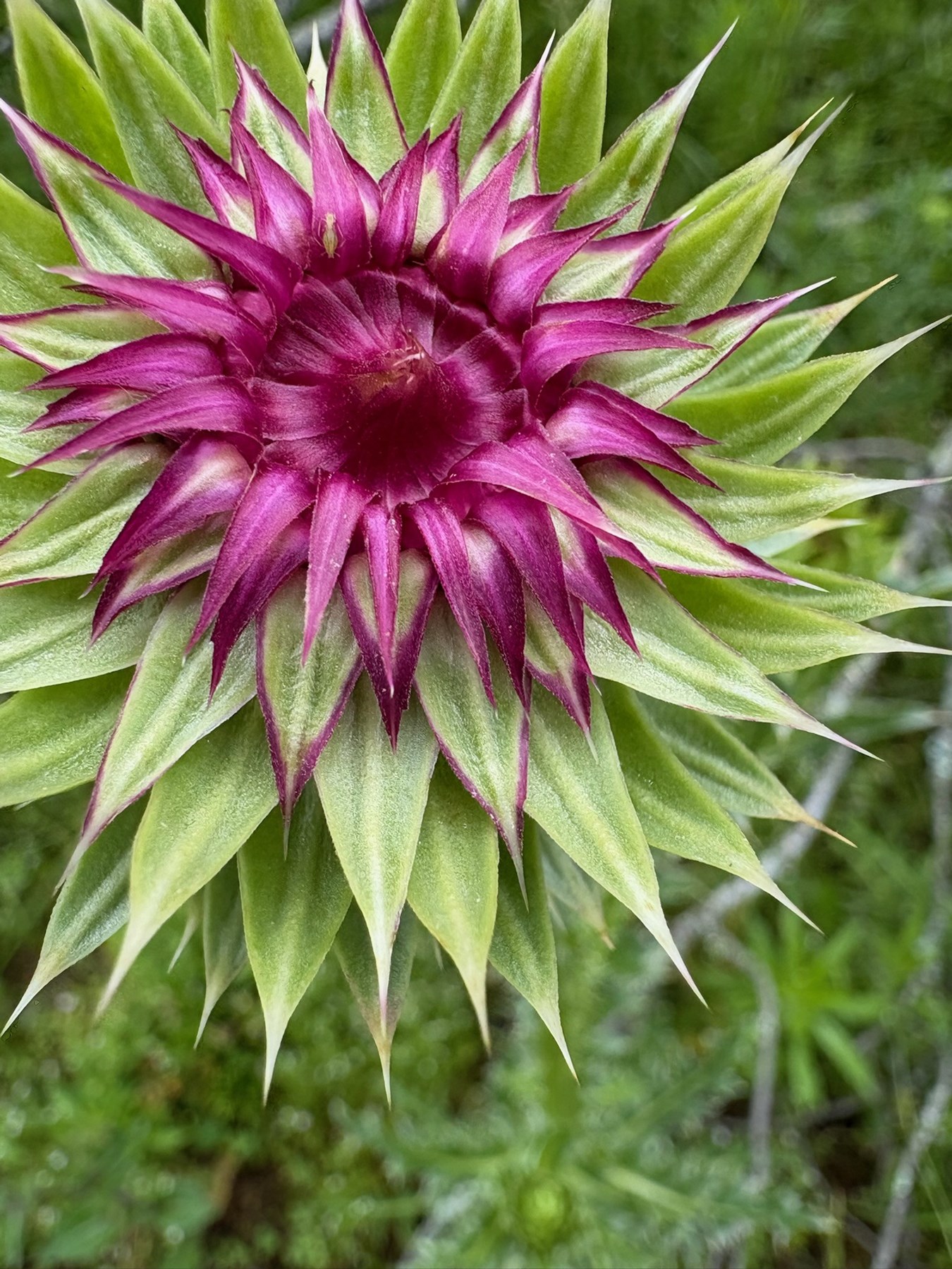 Frances Lawhead Obituary - Marietta, GA