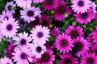 June Higgins Obituary - Charlotte, NC