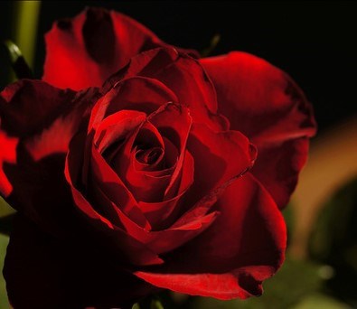 Norma Lyons Obituary - Harrisburg, PA